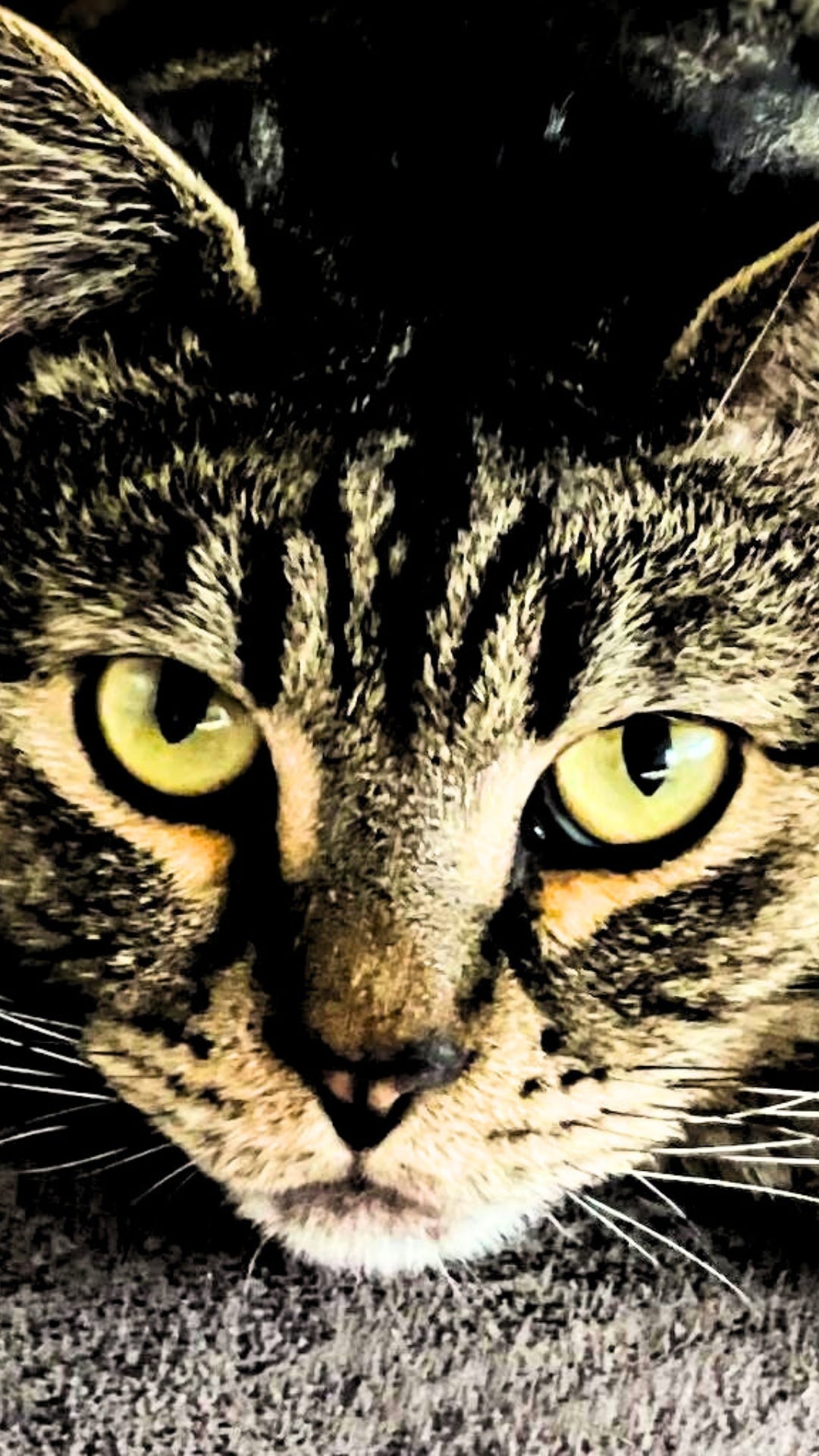 Free Lock Screen Downloads Pack - 1 – Sticky The Kitty